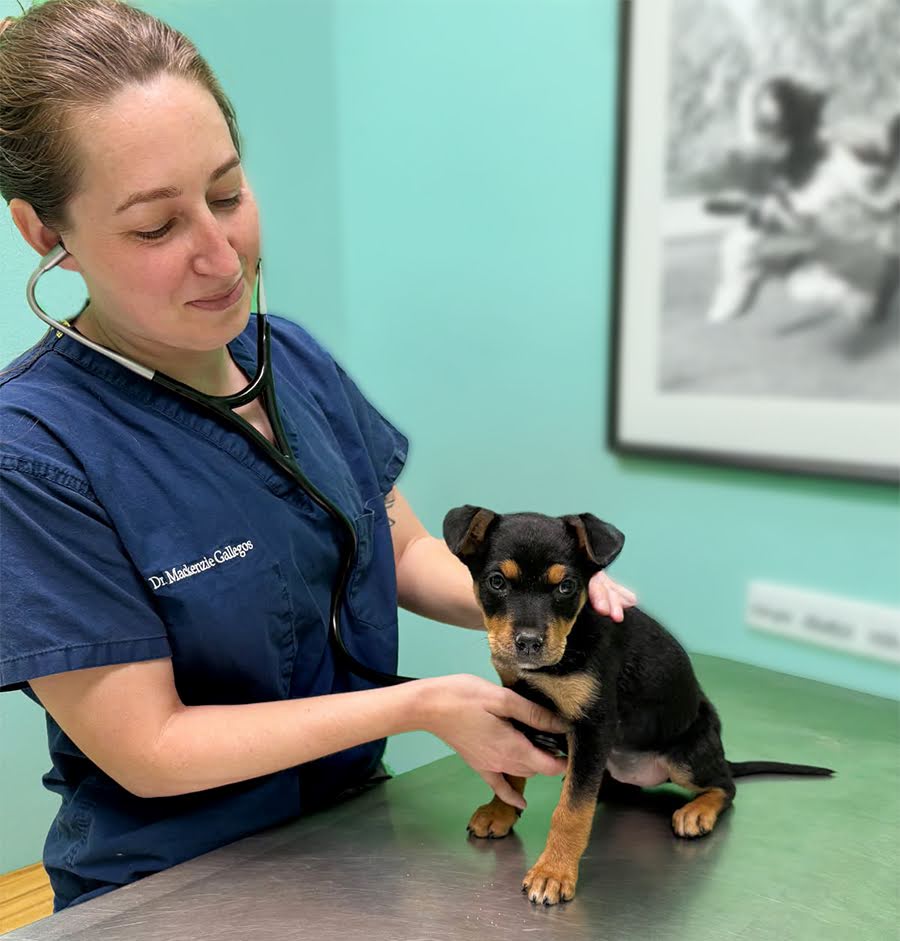 Veterinary Urgent Care in Houston - FAQs - Veterinary Urgent Care in Houston